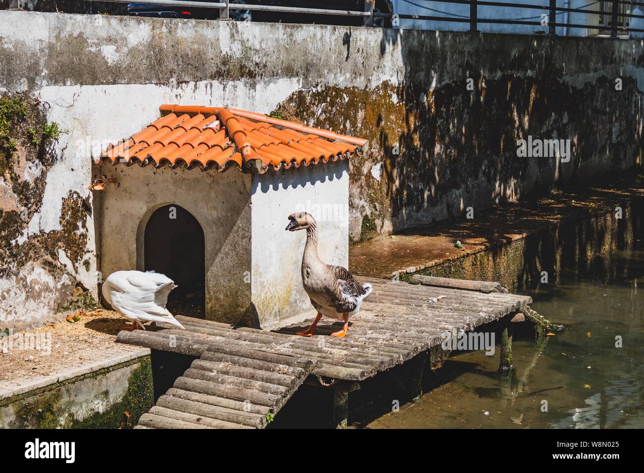 Goose house hi-res stock photography and images - Alamy