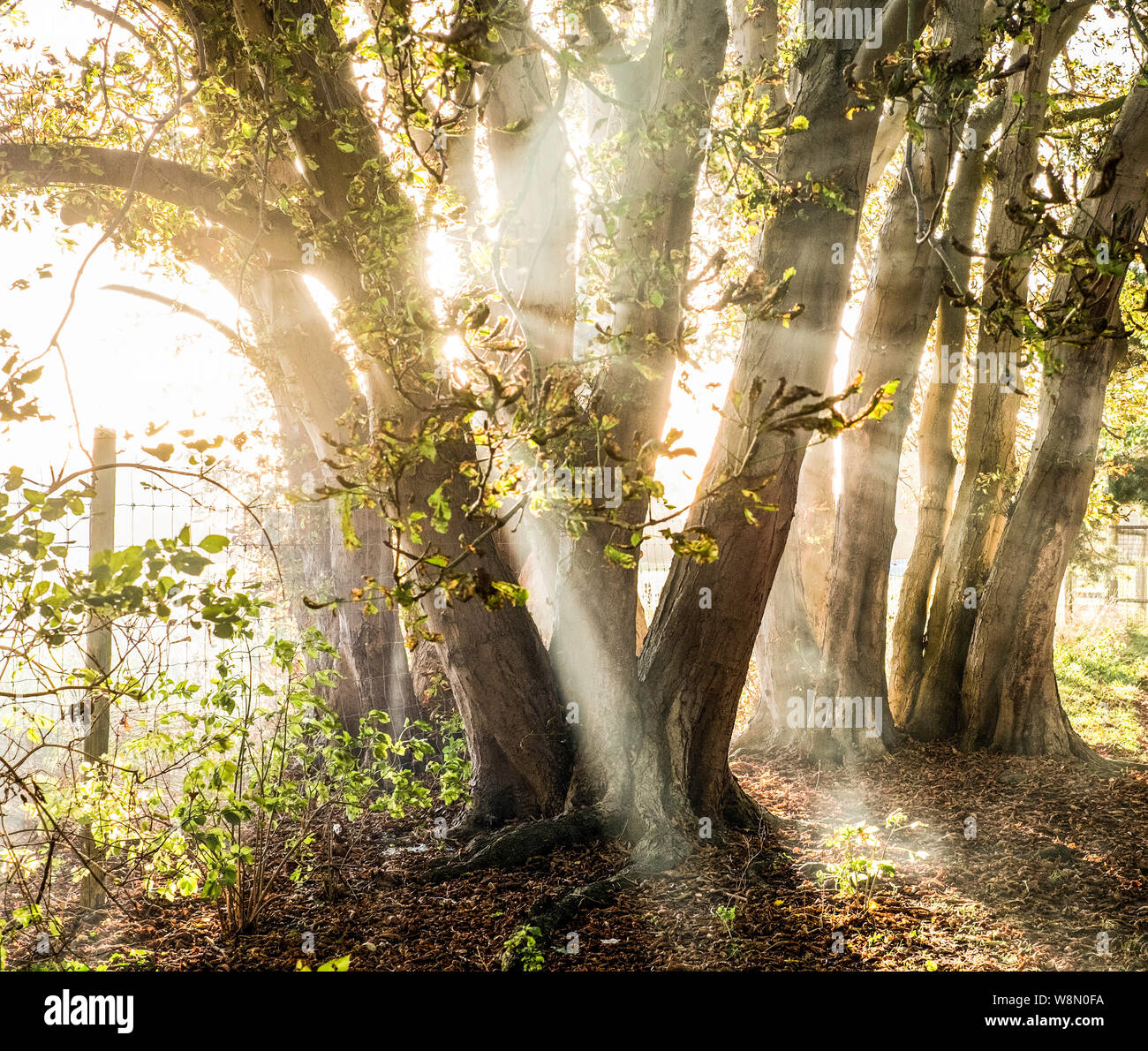 Sunrays through trees and woodland Stock Photo - Alamy