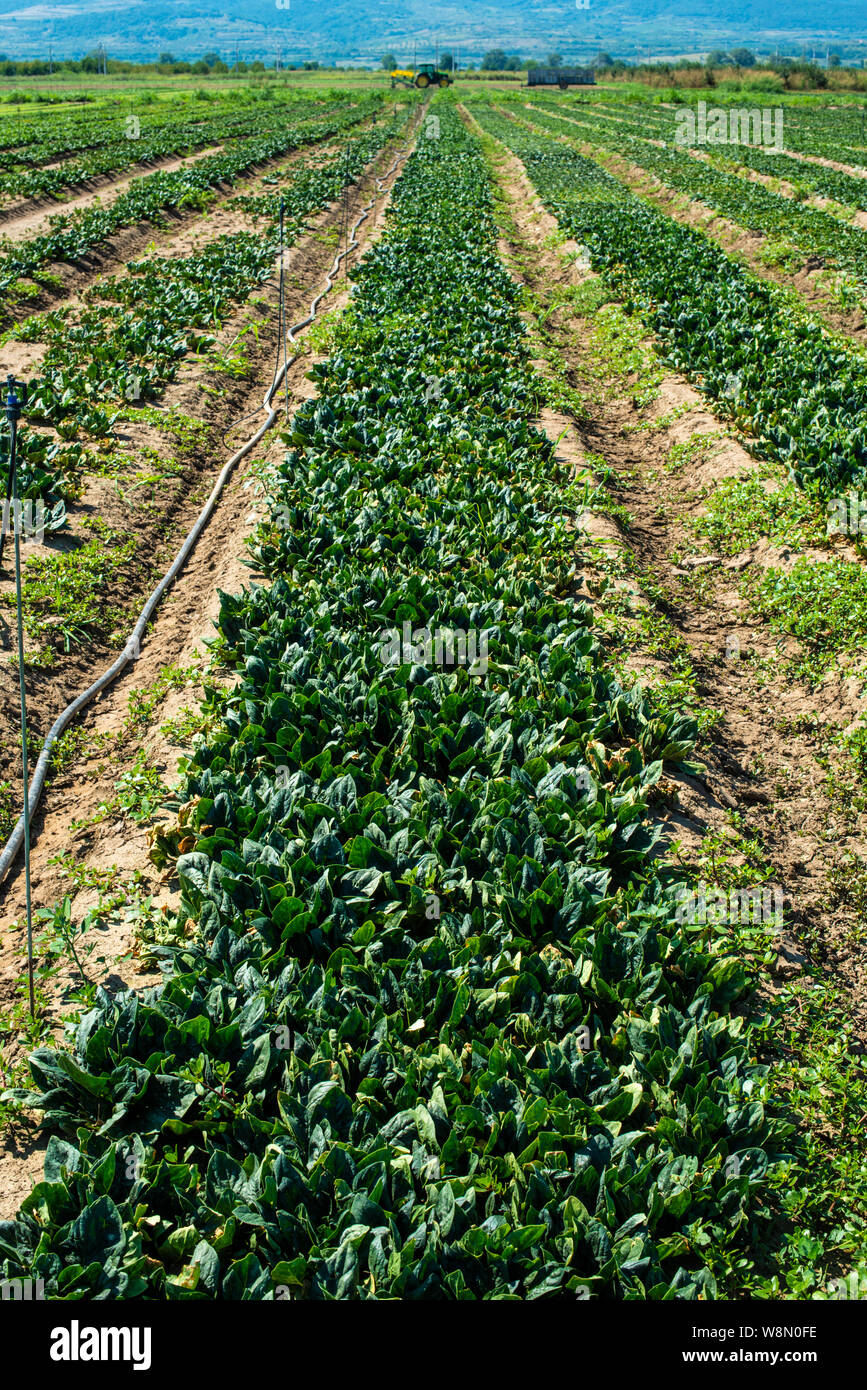Spinach farm. Organic green vegetables on the field. Agriculture bio ...
