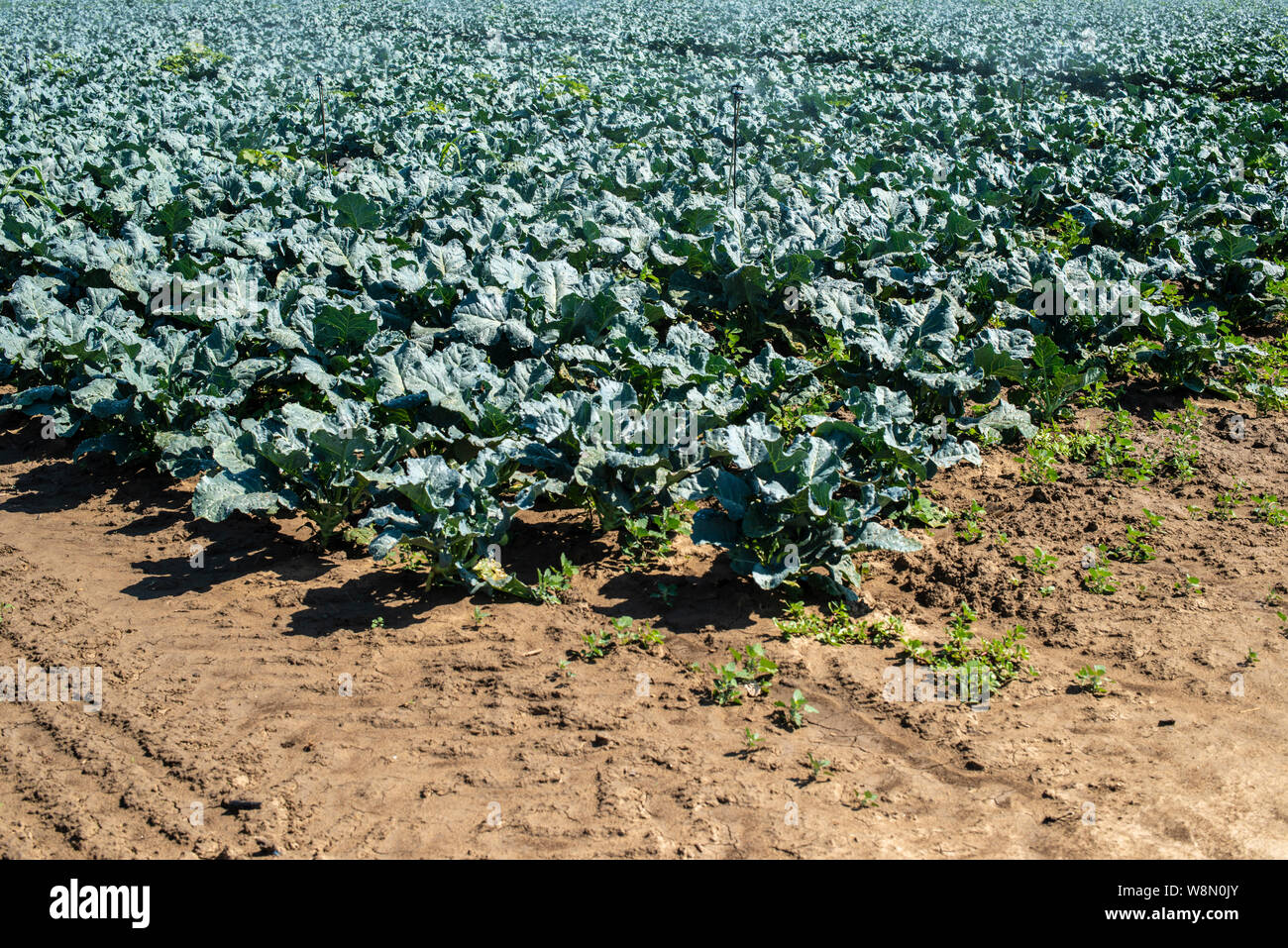 Cabbage farm. Organic spinach leaves on the field. Agriculture bio ...