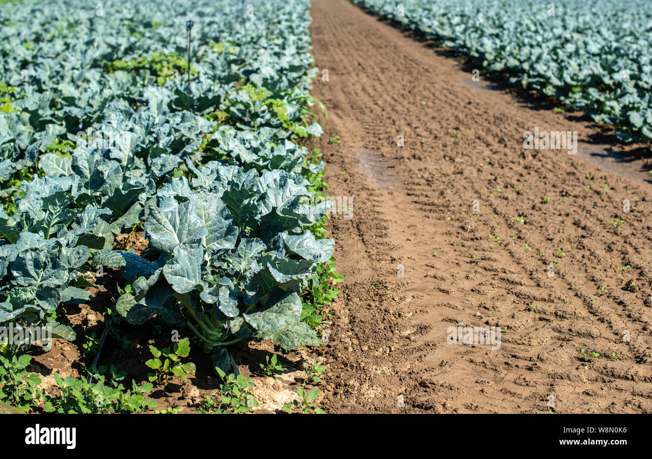 Cabbage farm. Organic spinach leaves on the field. Agriculture bio ...