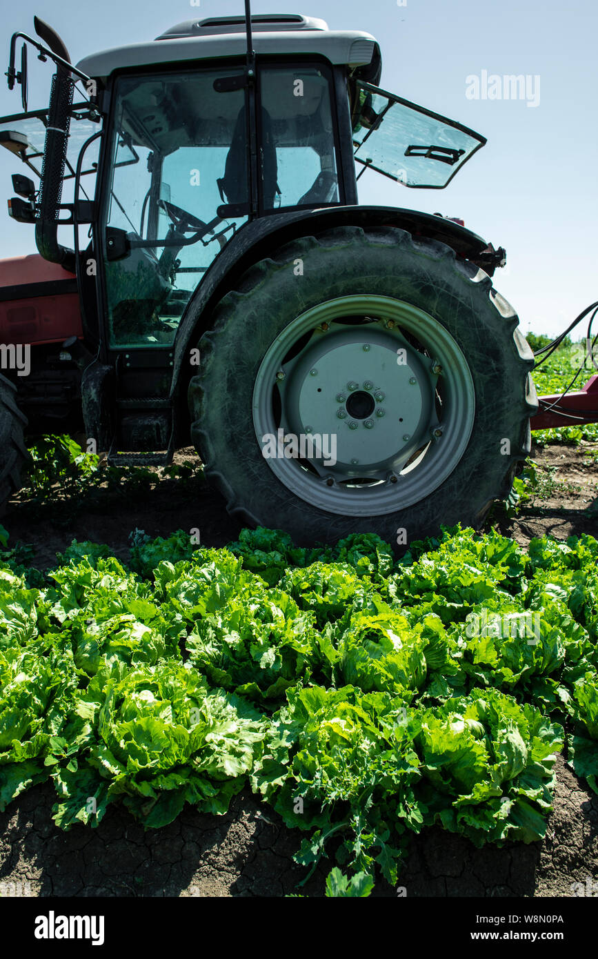 Ripe lettuce in vegetable field hi-res stock photography and images - Alamy