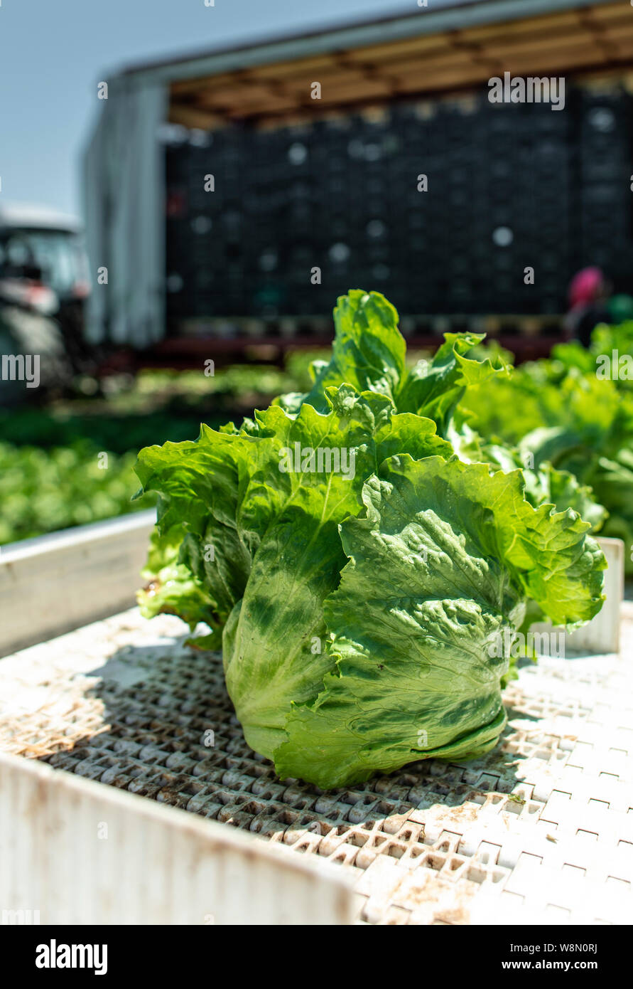 Tractor with production line for harvest lettuce automatically. Lettuce ...