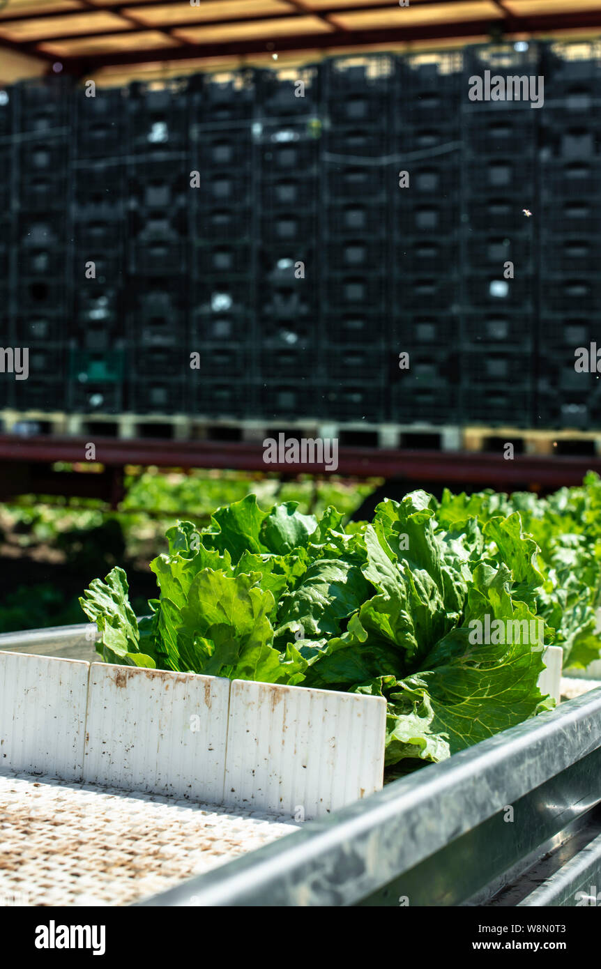 Tractor with production line for harvest lettuce automatically. Lettuce ...