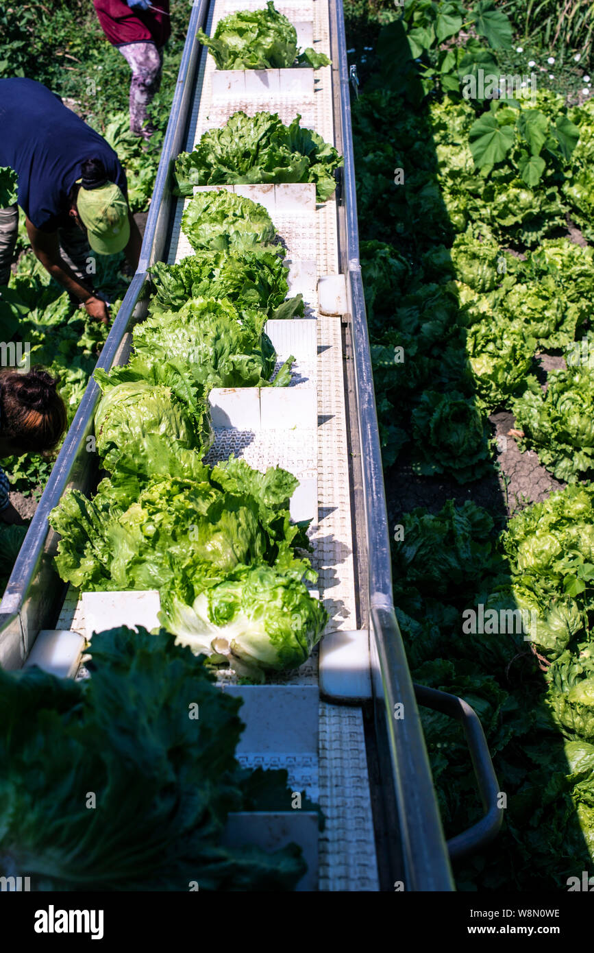 Tractor with production line for harvest lettuce automatically. Lettuce ...