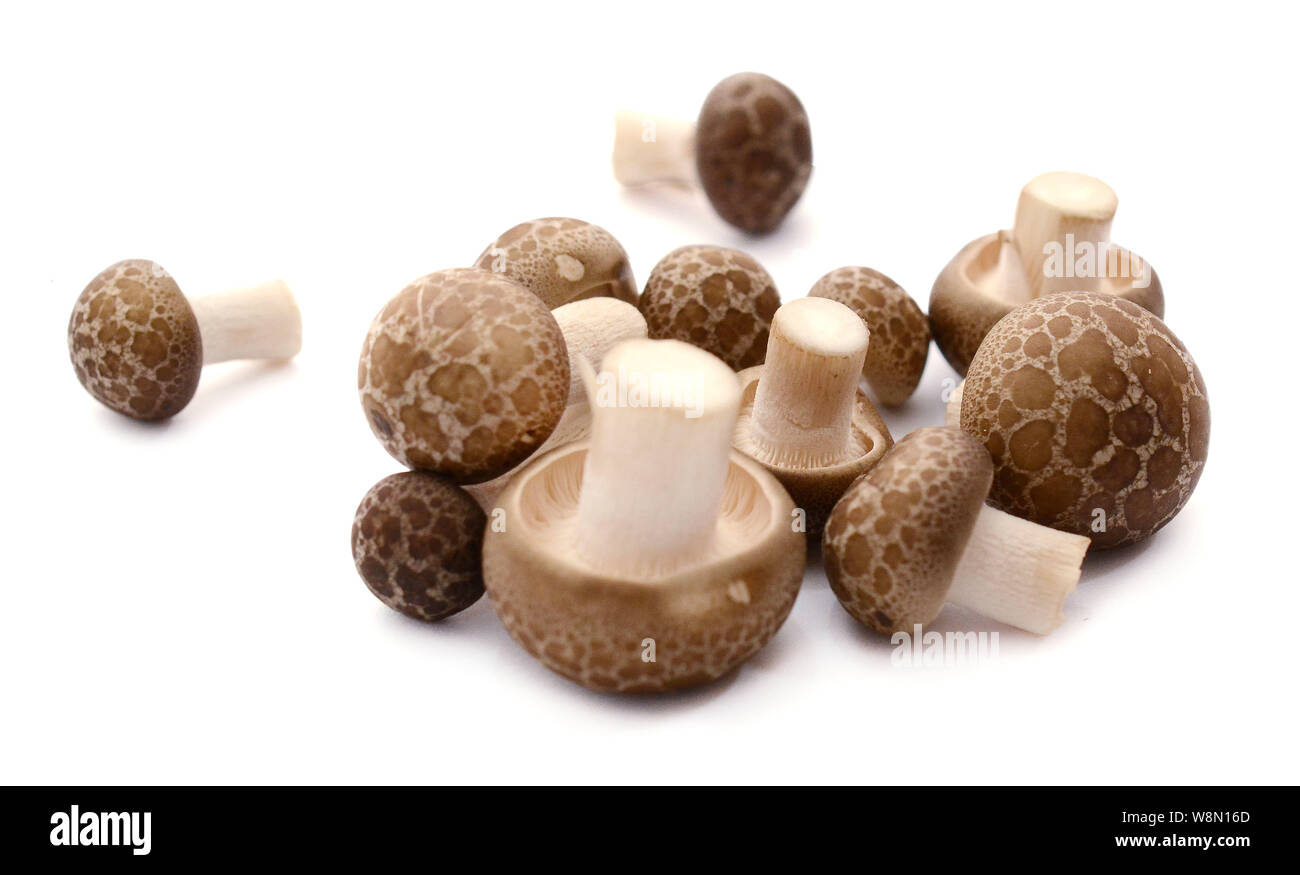 Chestnut Mushrooms on white background Stock Photo - Alamy