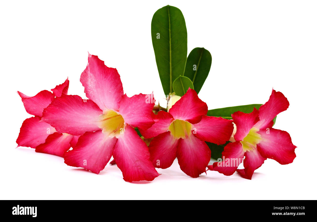 Desert rose isolated on white background Stock Photo - Alamy