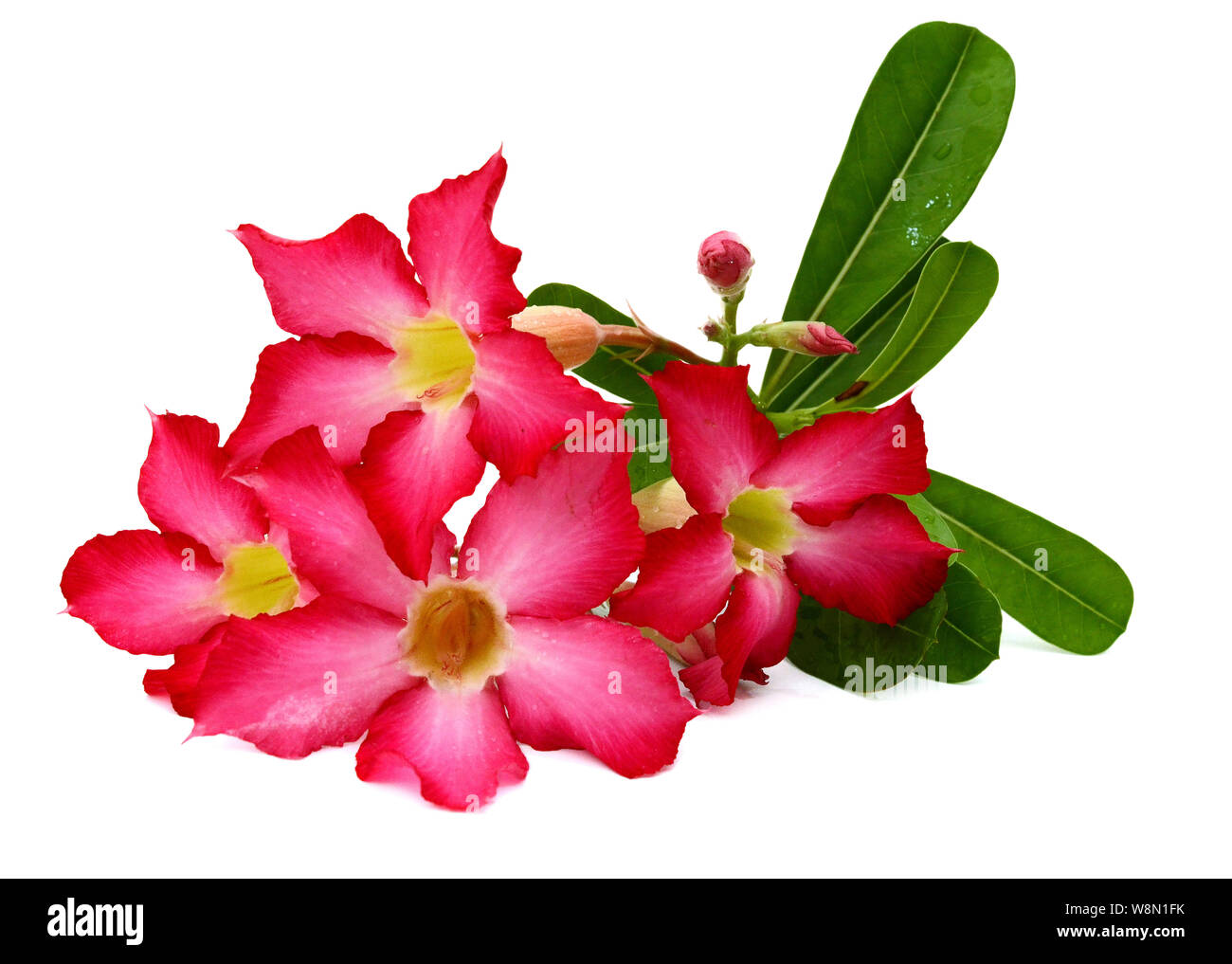 Desert Rose isolated on white background Stock Photo - Alamy