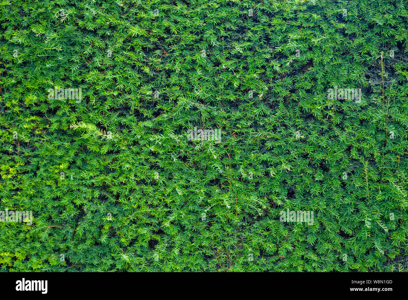 Closeup fresh green christmas leaves, branches of thuja trees on green ...