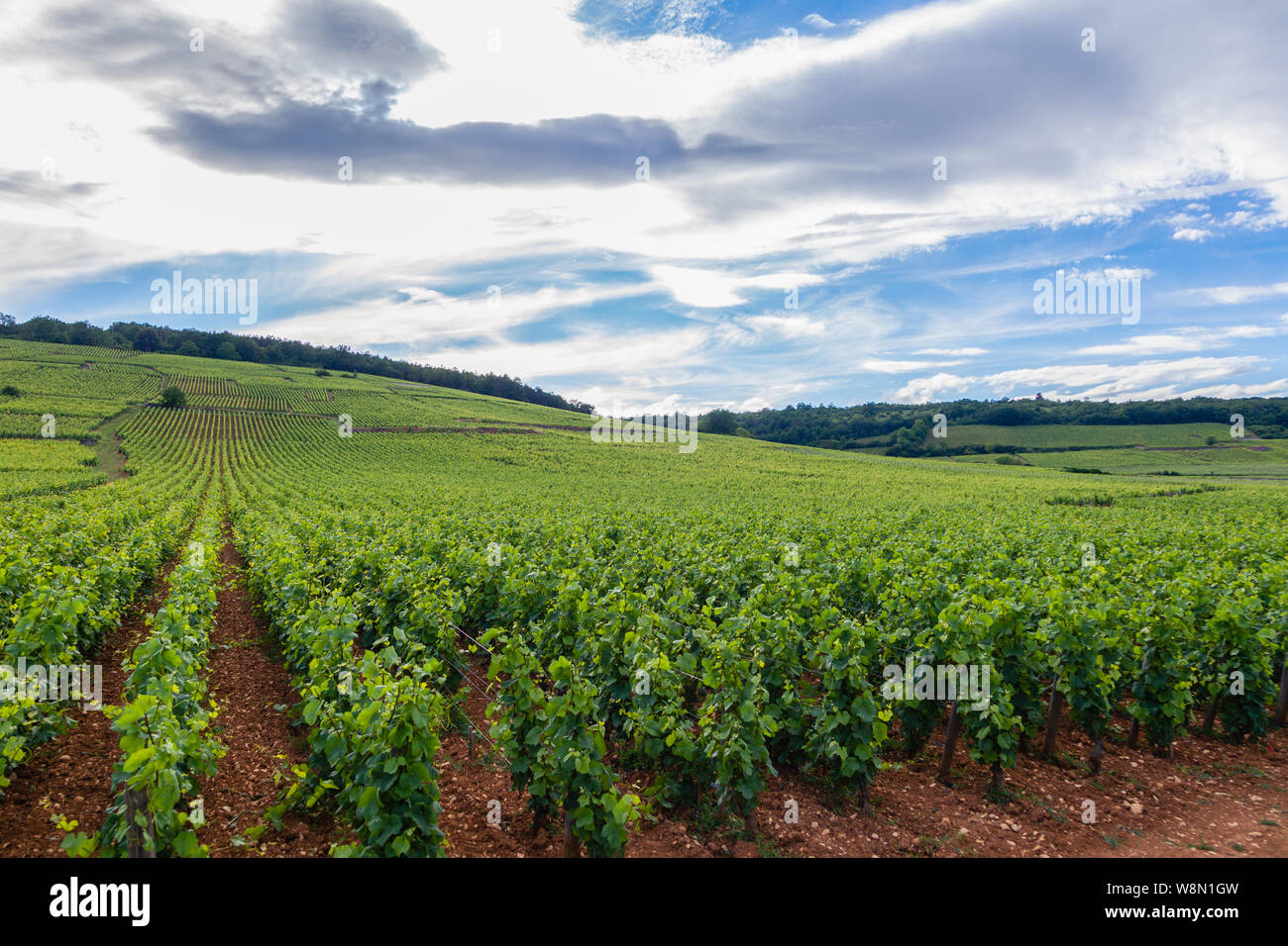 Closeup panoramic shot rows summer vineyard scenic landscape, plantation, beautiful wine grape ...