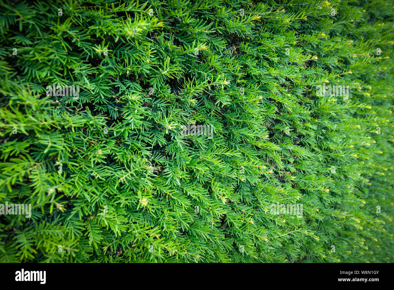 Closeup fresh green christmas leaves, branches of thuja trees on green ...