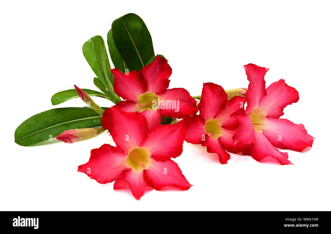 Desert Rose isolated on white background Stock Photo - Alamy