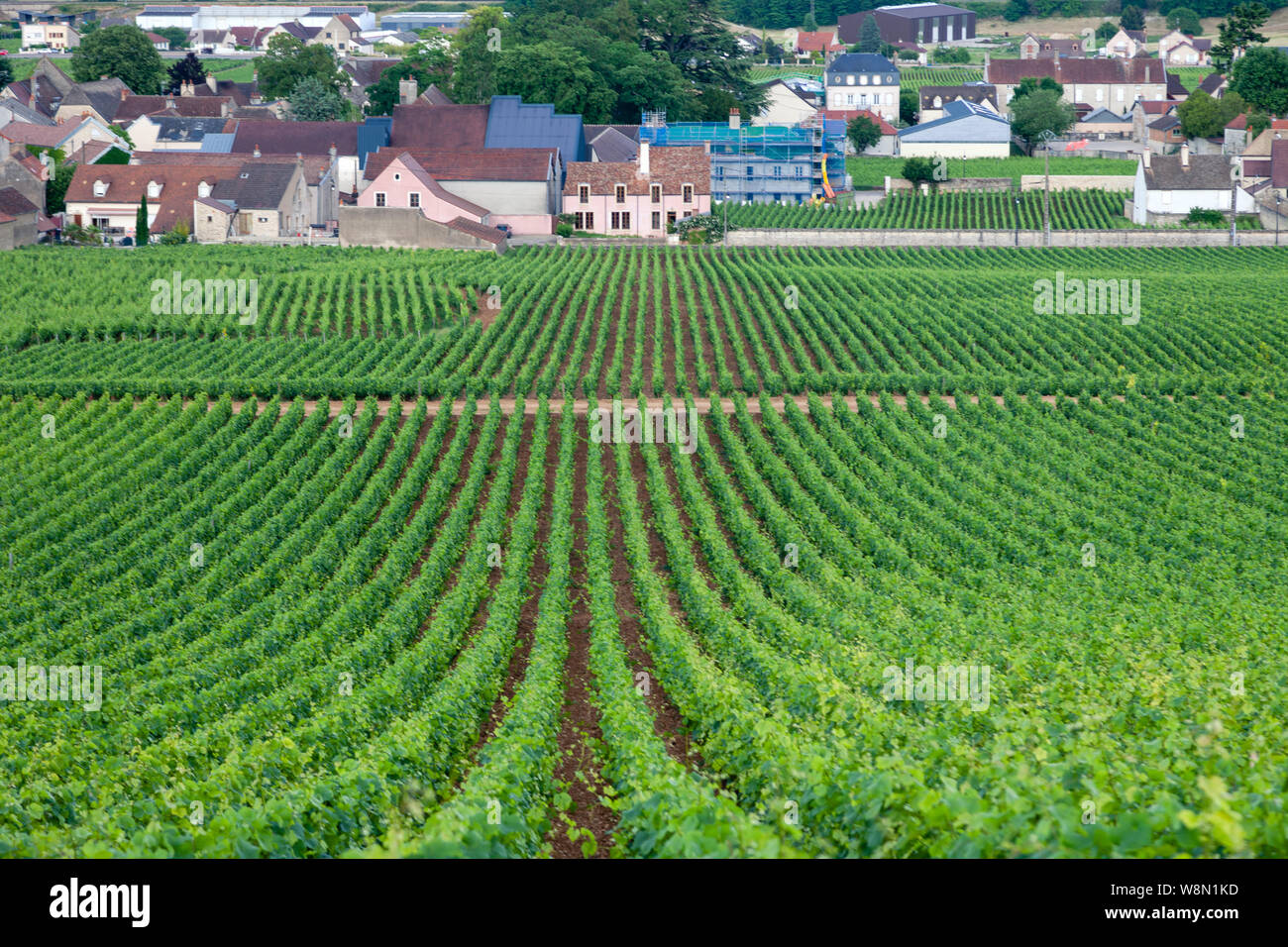 Closeup panoramic shot rows summer vineyard scenic agriculture landscape, plantation, beautiful ...