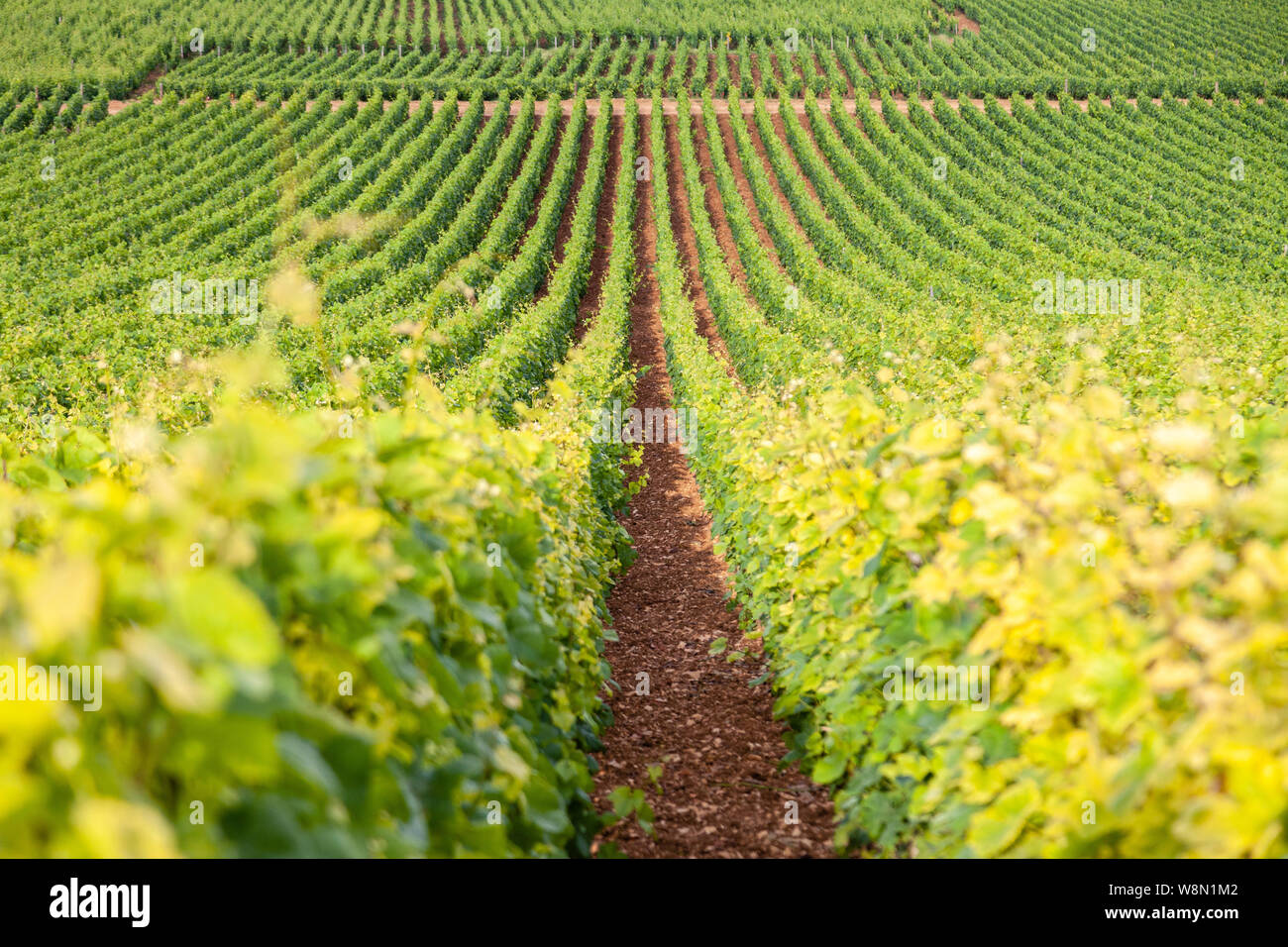 Grap vine hi-res stock photography and images - Alamy