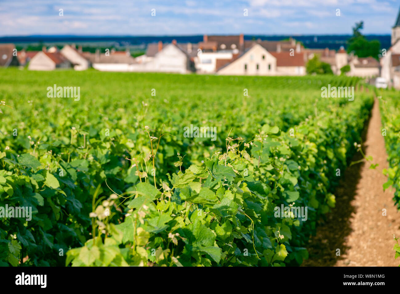 Closeup panoramic shot rows summer vineyard scenic agriculture landscape, plantation, beautiful ...