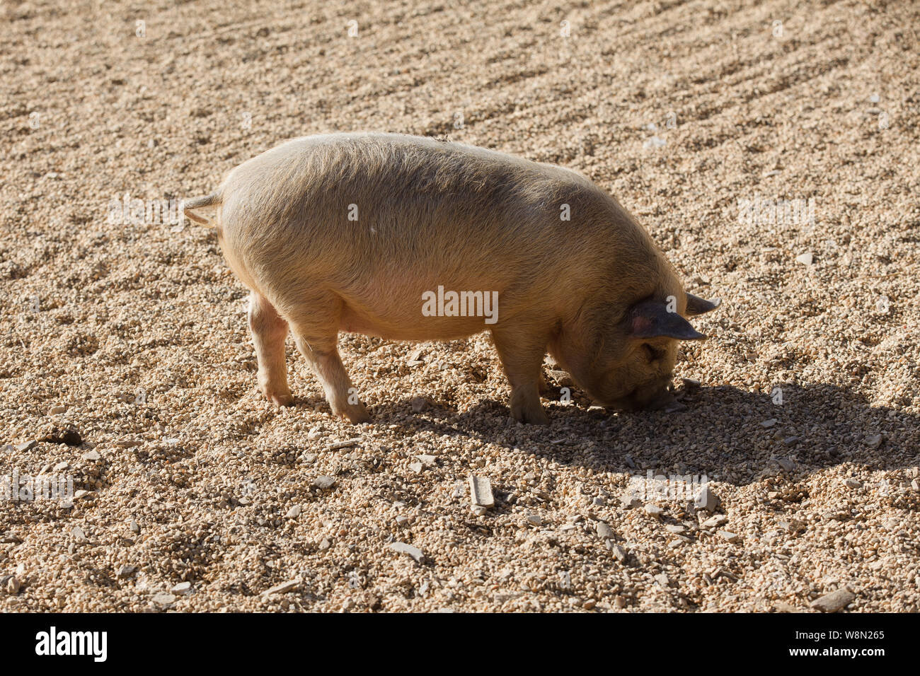 Farm Animals - Pig Stock Photo - Alamy