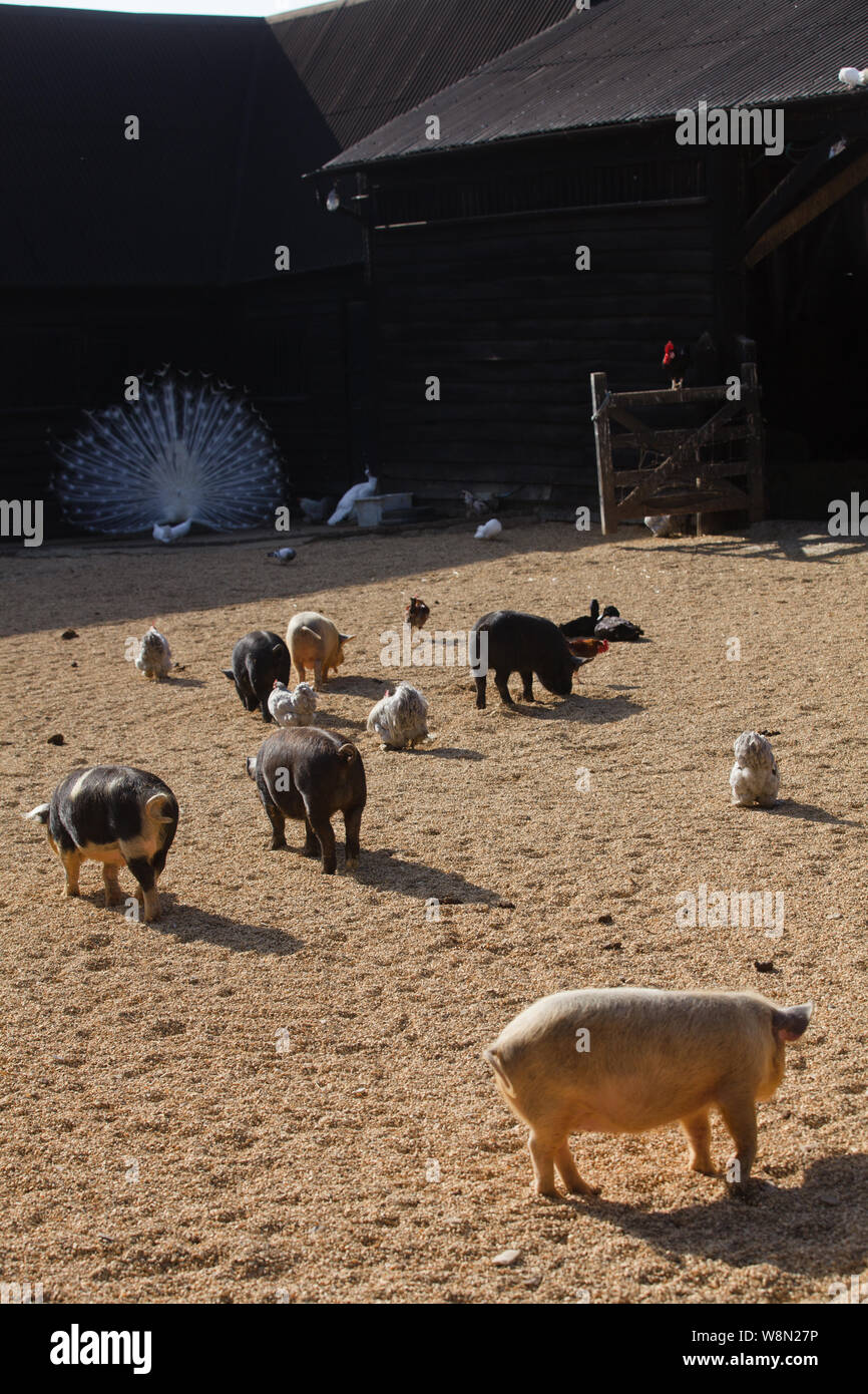 Farm Animals - Pigs, Chickens & Peacocks Stock Photo - Alamy