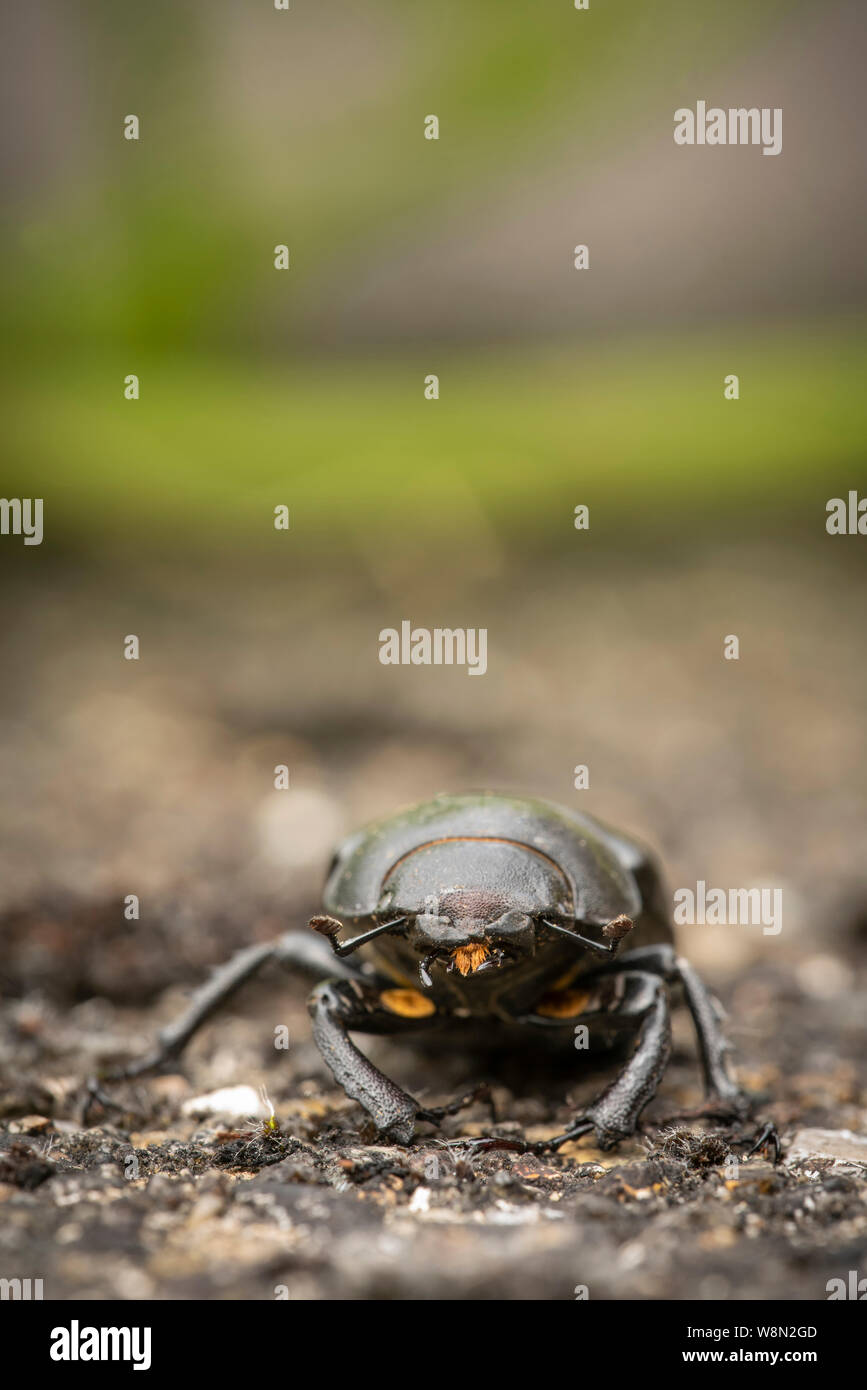 Summer beetle hi-res stock photography and images - Alamy