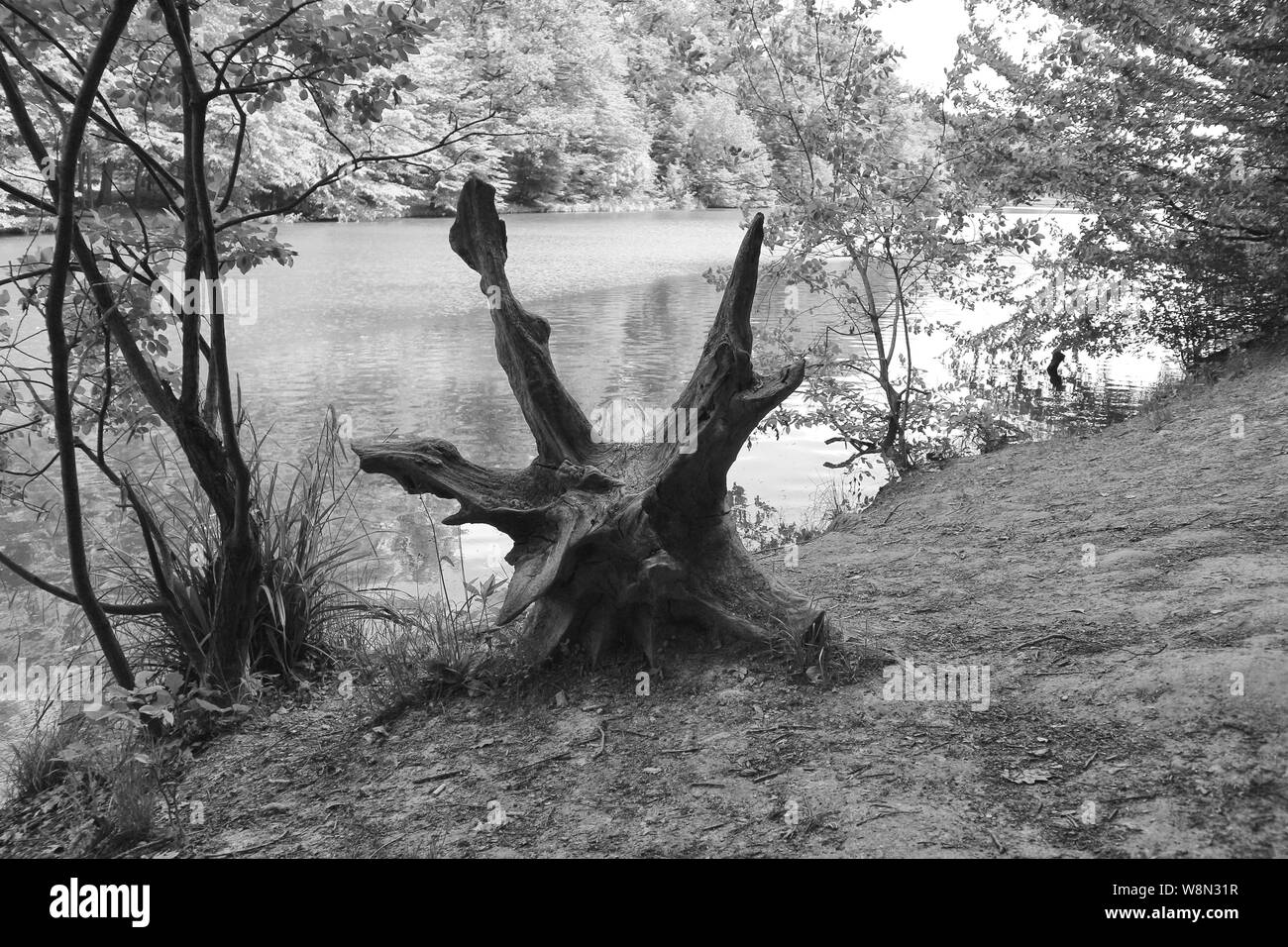 Roots on fallen tree Black and White Stock Photos & Images - Alamy