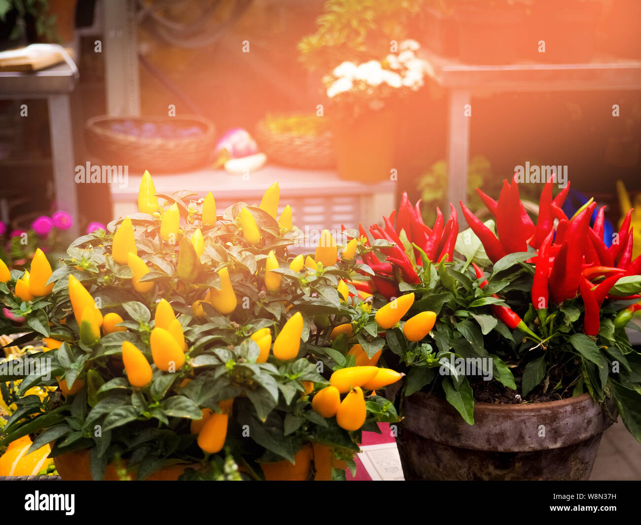 Red hot hawaiian chili hi-res stock photography and images - Alamy