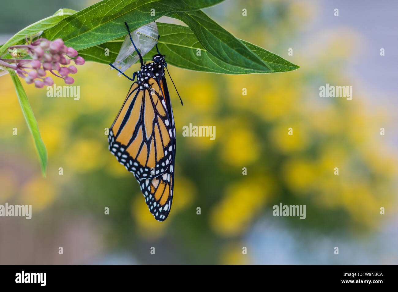 Chrysalis hanging from plant hi-res stock photography and images - Alamy