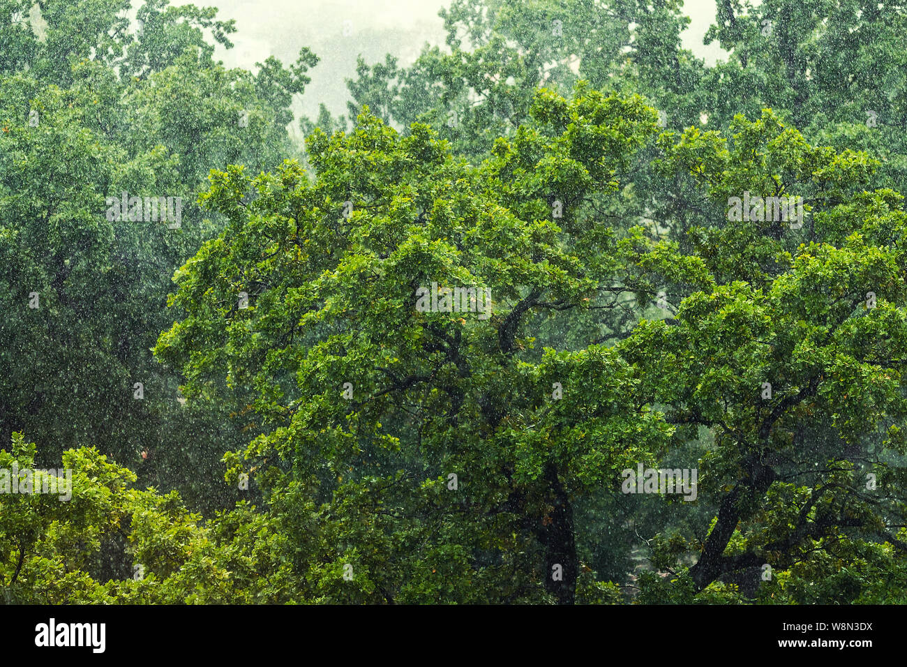 Heavy pouring rain over green tropical forest trees. Rainstorm downpour ...