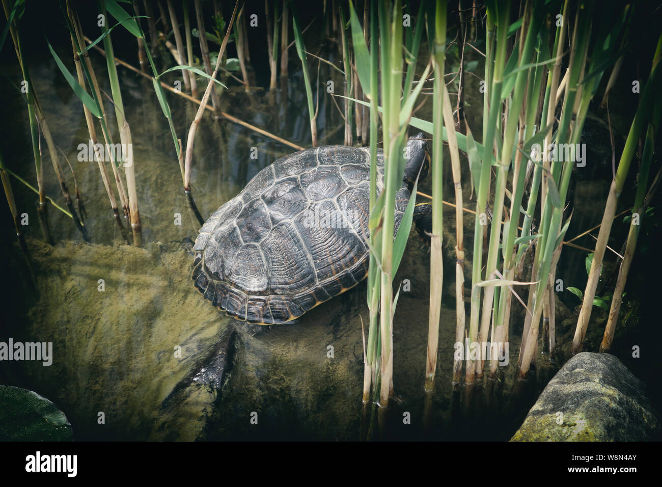 Swamp turtle hi-res stock photography and images - Alamy