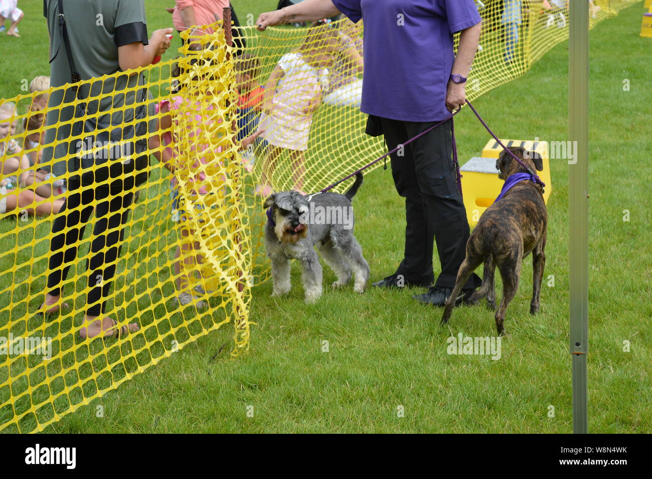 dog competition trained dog racing and jumping and playing champion ...