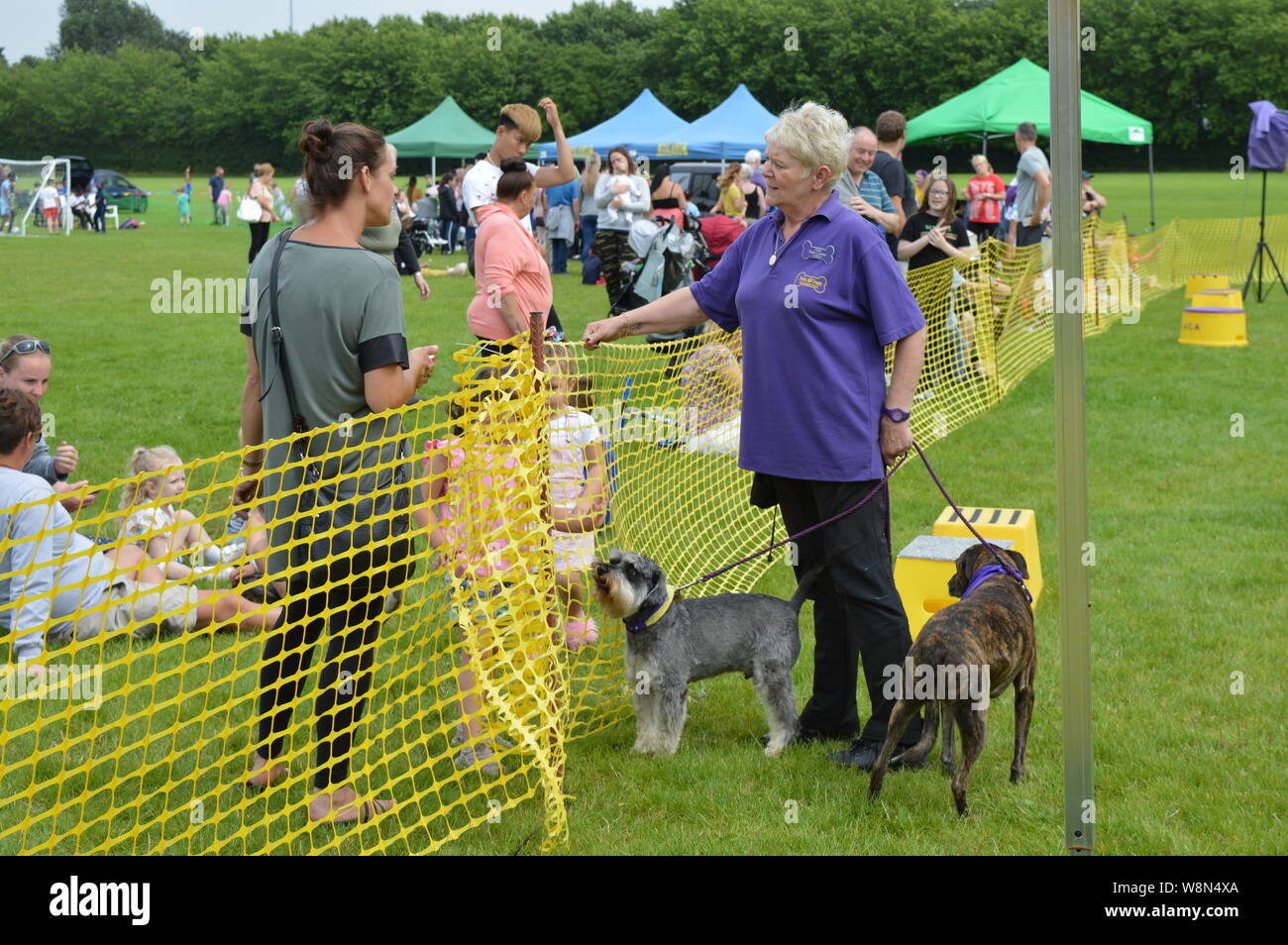dog competition trained dog racing and jumping and playing champion ...
