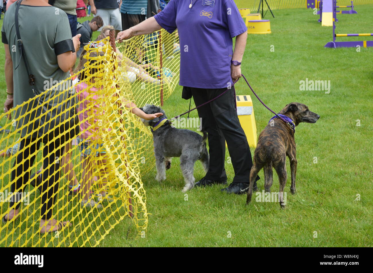 dog competition trained dog racing and jumping and playing champion ...