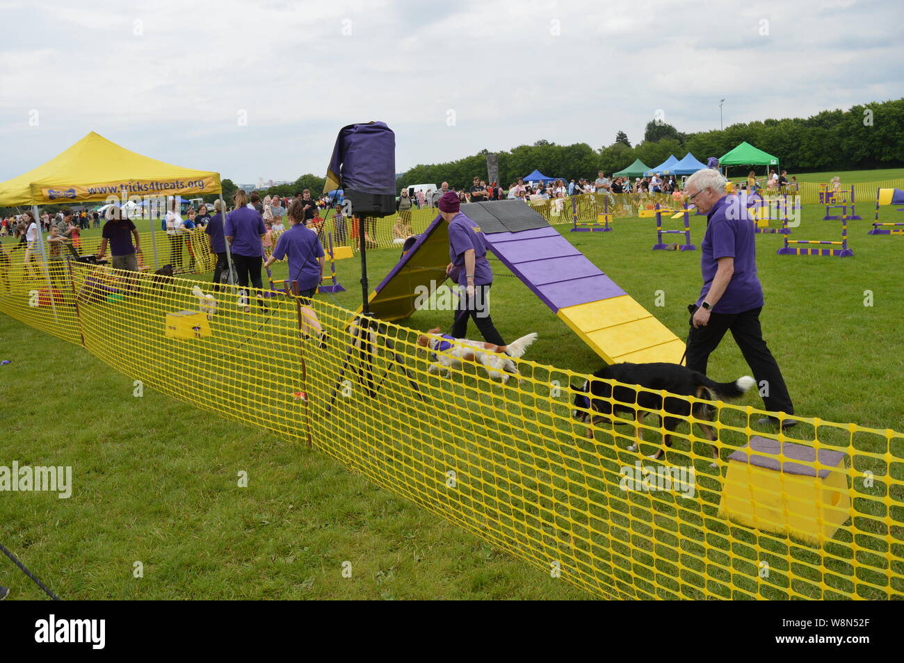 dog competition trained dog racing and jumping and playing champion ...