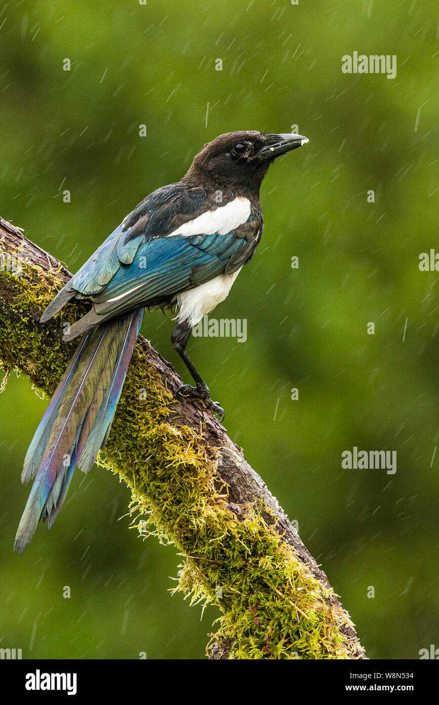 Summer without rain hi-res stock photography and images - Alamy