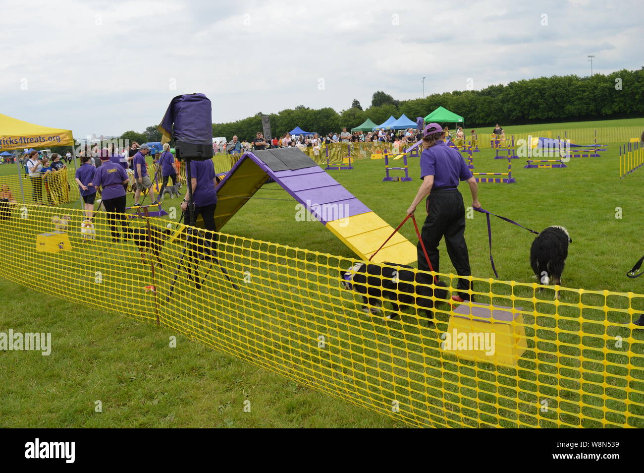 dog competition trained dog racing and jumping and playing champion ...