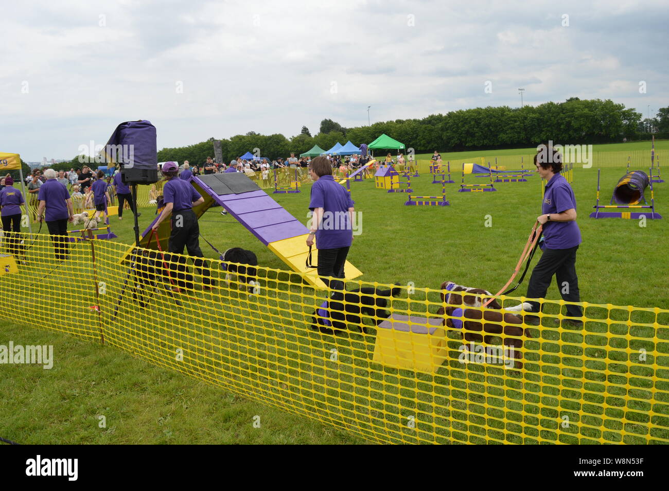dog competition trained dog racing and jumping and playing champion ...