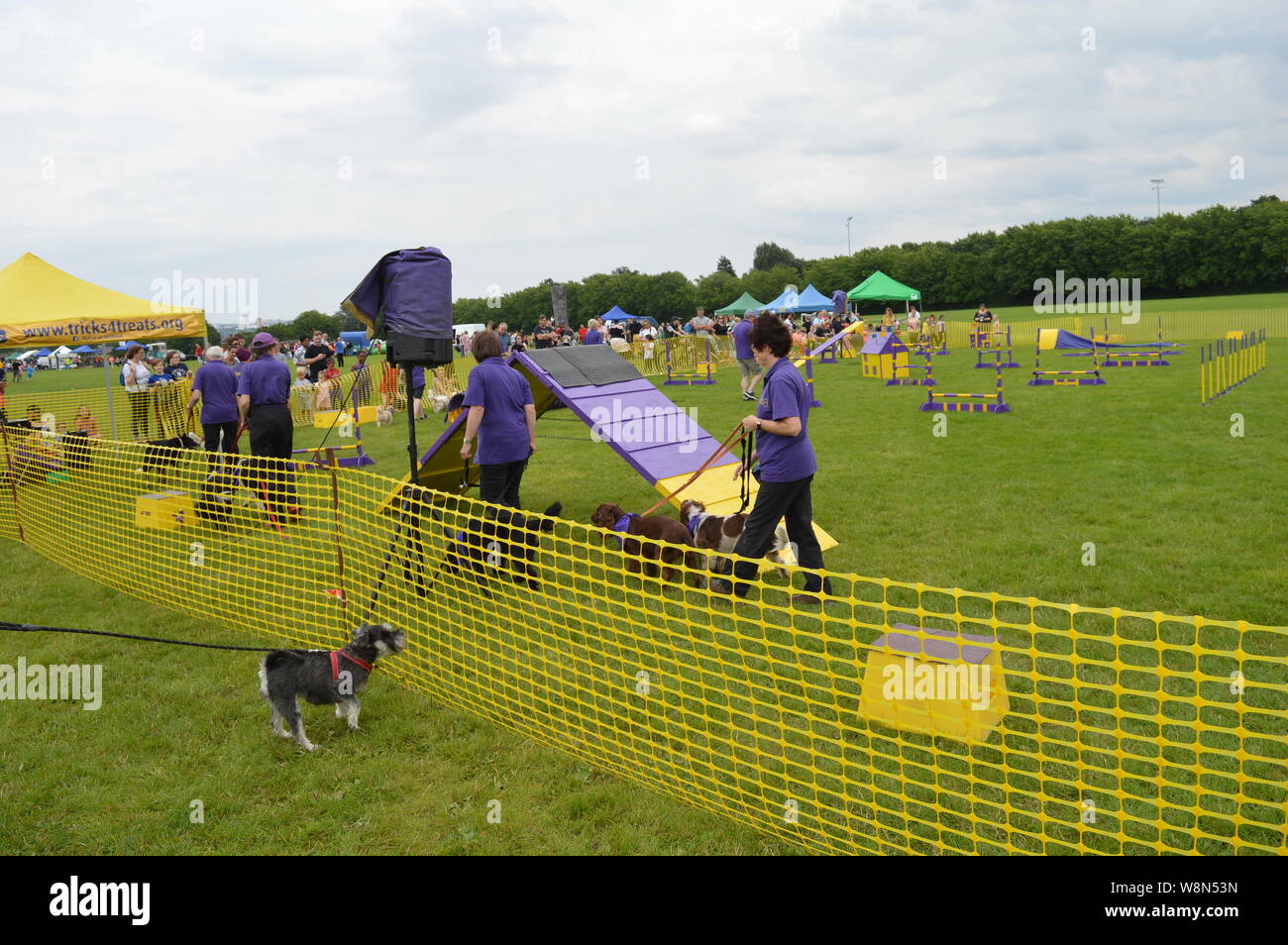 dog competition trained dog racing and jumping and playing champion ...