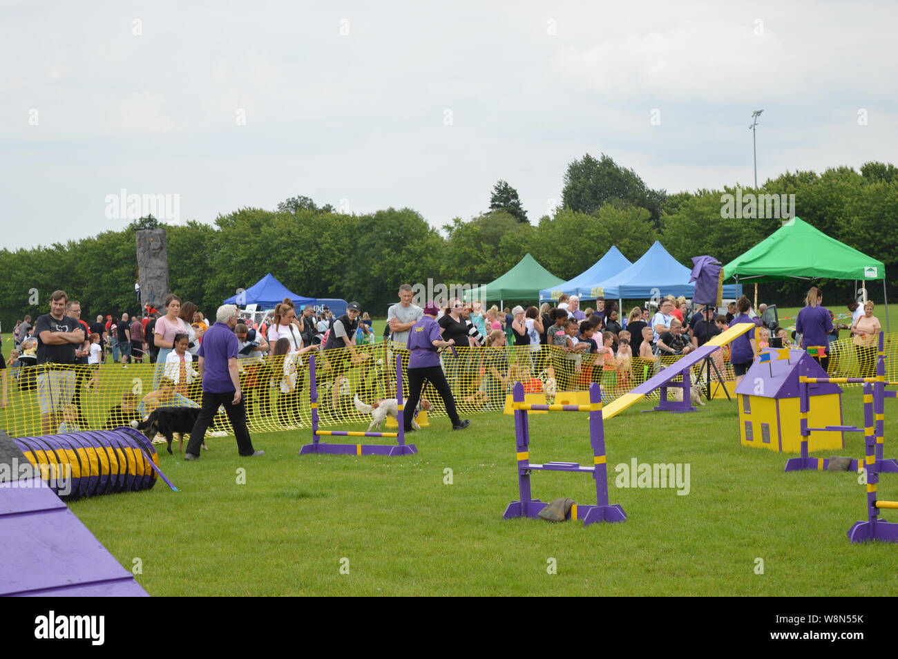 dog competition trained dog racing and jumping and playing champion ...