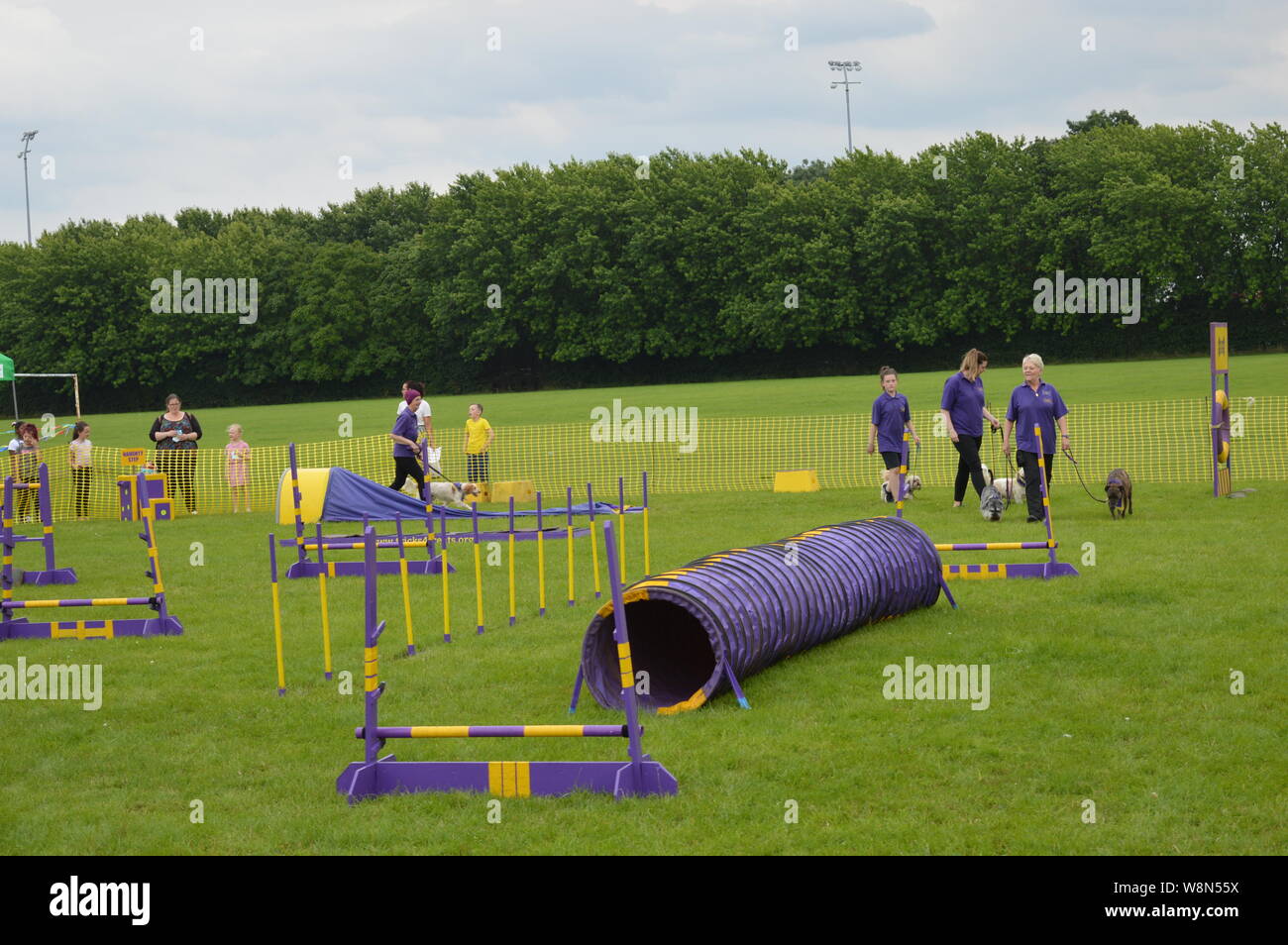 dog competition trained dog racing and jumping and playing champion ...