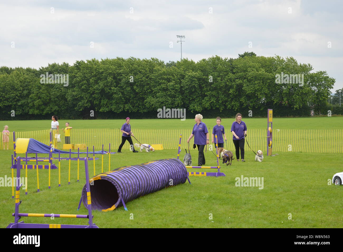dog competition trained dog racing and jumping and playing champion ...
