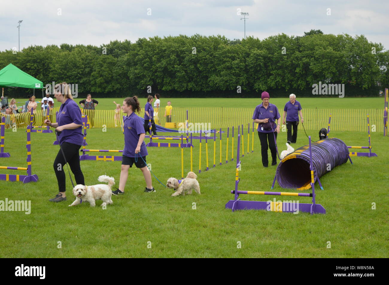 dog competition trained dog racing and jumping and playing champion ...
