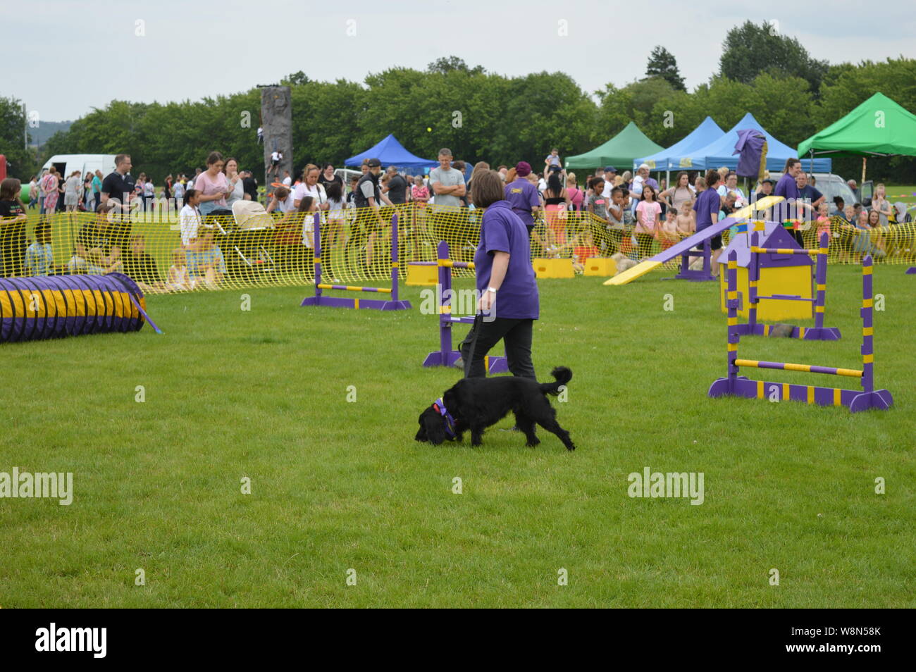 dog competition trained dog racing and jumping and playing champion ...