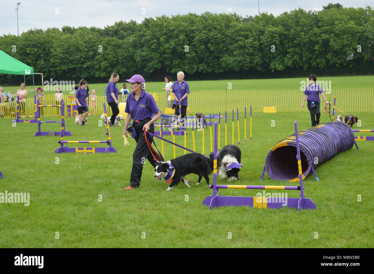 dog competition trained dog racing and jumping and playing champion ...