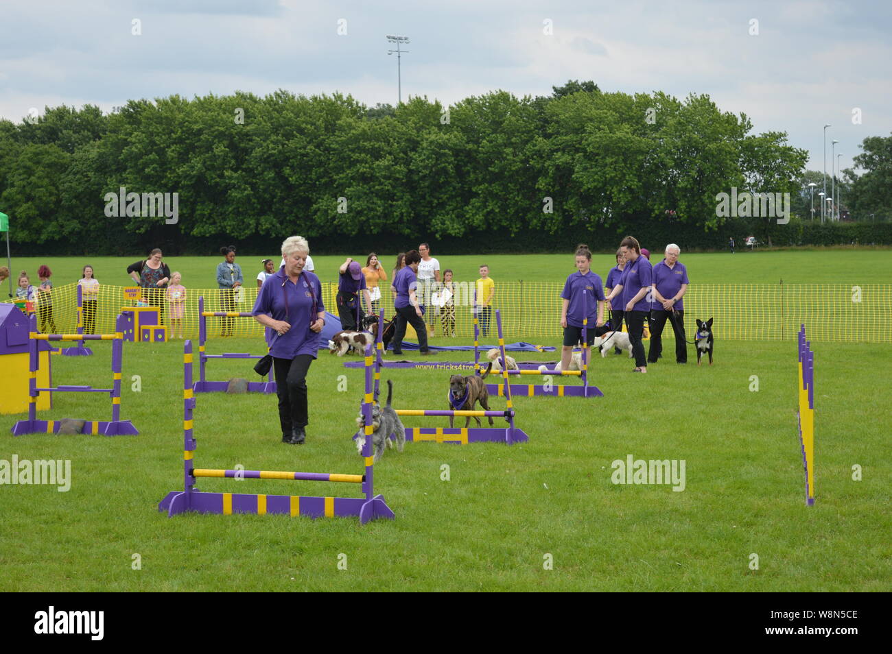 dog competition trained dog racing and jumping and playing champion ...