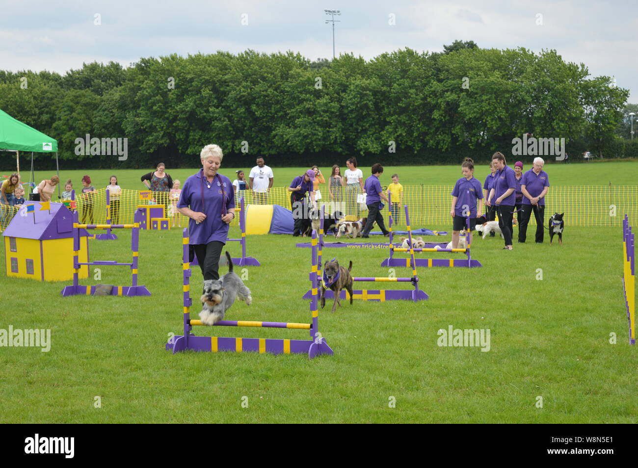 dog competition trained dog racing and jumping and playing champion ...