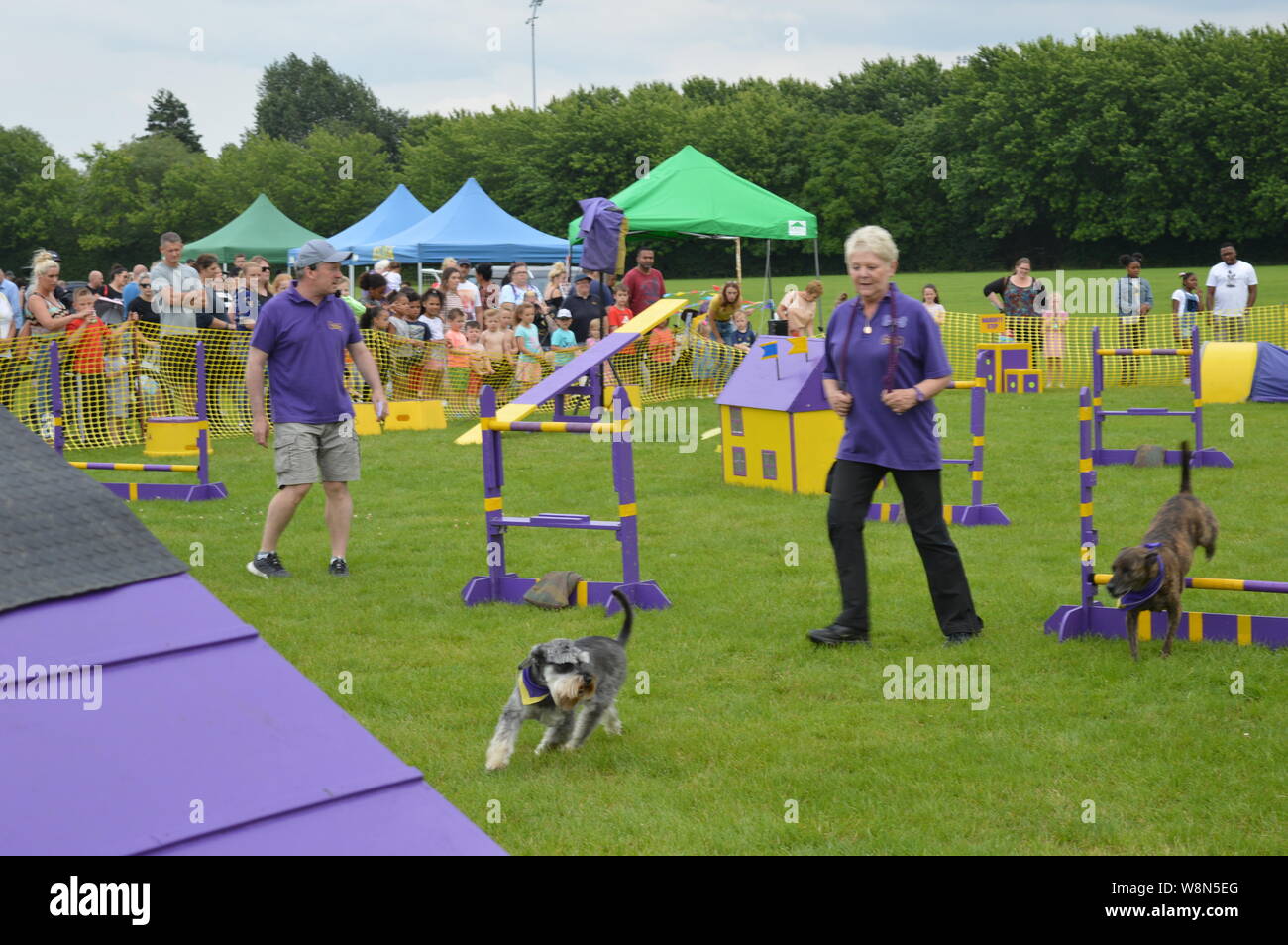 dog competition trained dog racing and jumping and playing champion ...