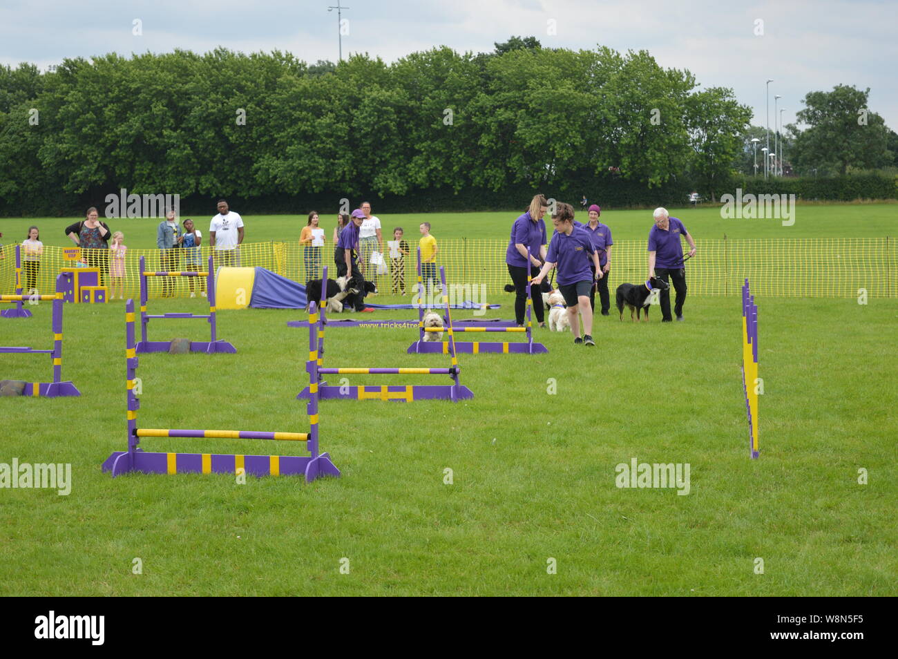 dog competition trained dog racing and jumping and playing champion ...