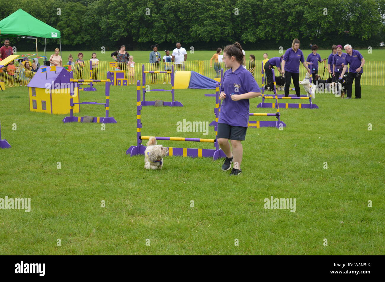 dog competition trained dog racing and jumping and playing champion ...