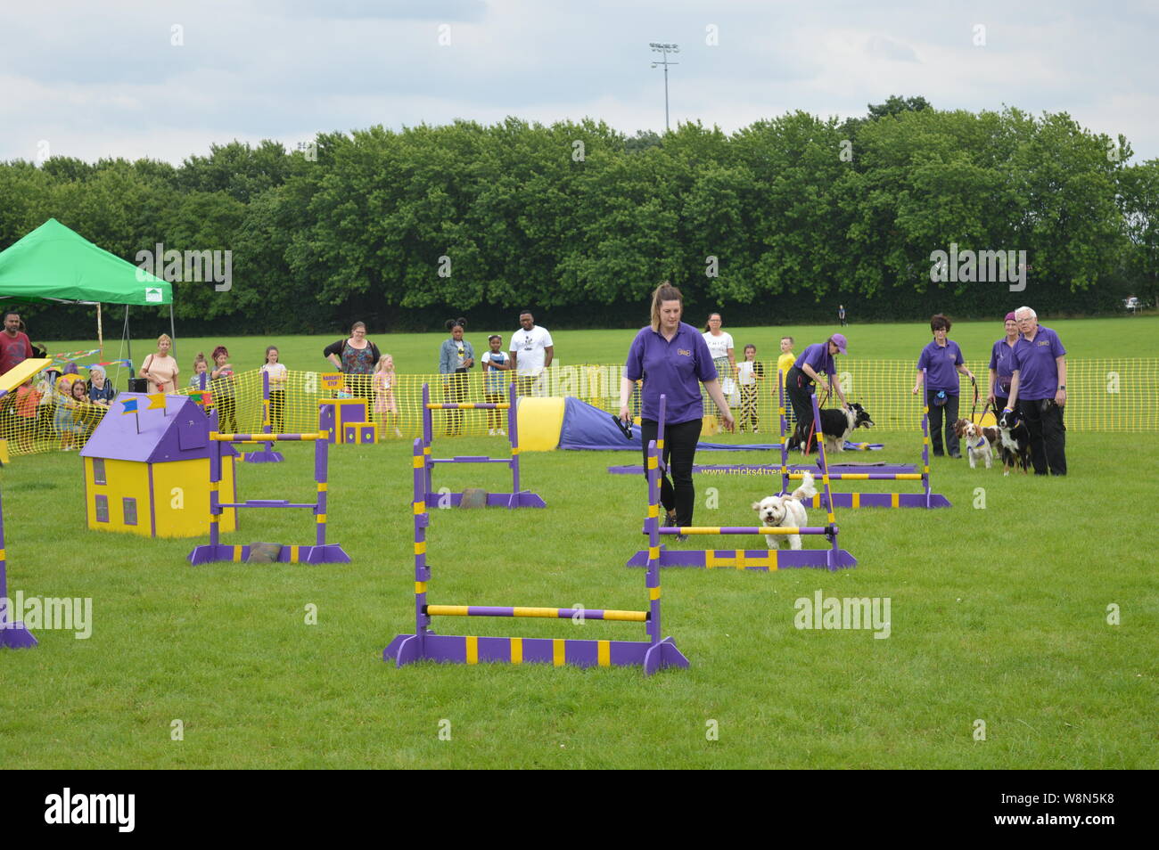 dog competition trained dog racing and jumping and playing champion ...