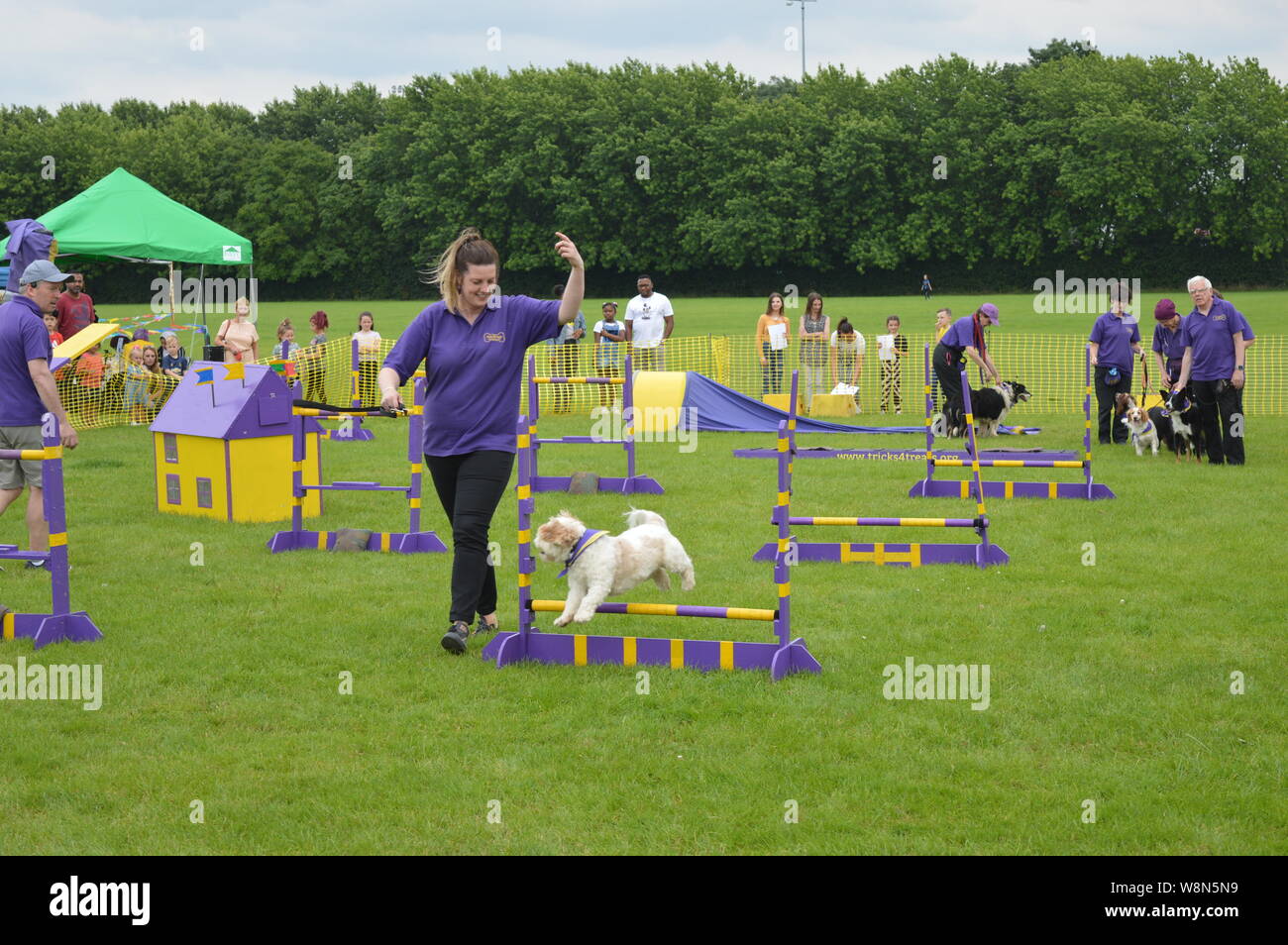 dog competition trained dog racing and jumping and playing champion ...