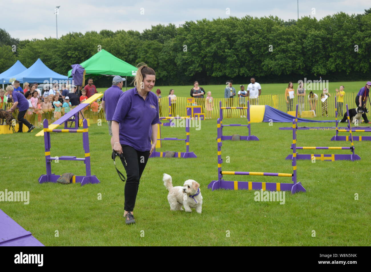 dog competition trained dog racing and jumping and playing champion ...