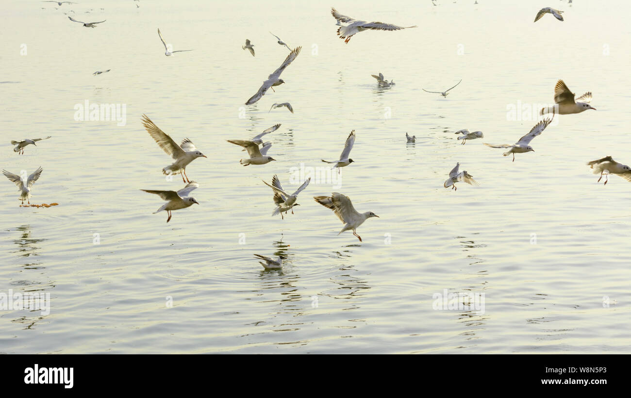 Water birds of india hi-res stock photography and images - Alamy